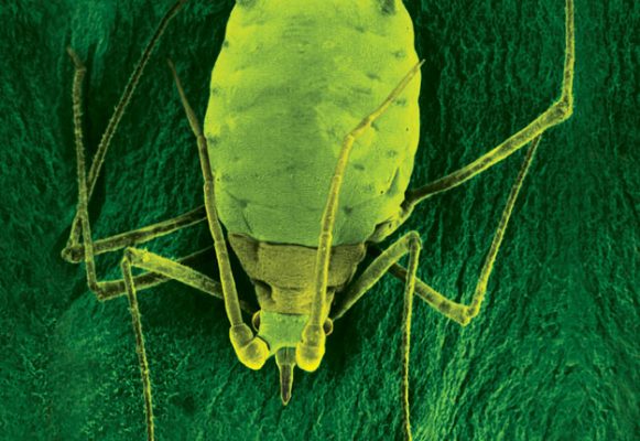 BASF présente l’insecticide Versys - La Terre de chez nous
