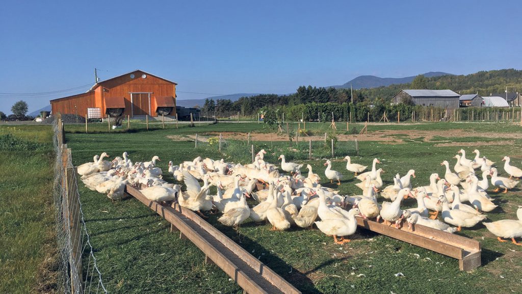Exceldor ferme son abattoir spécialisé de Saint-Agapit - La Terre de ...