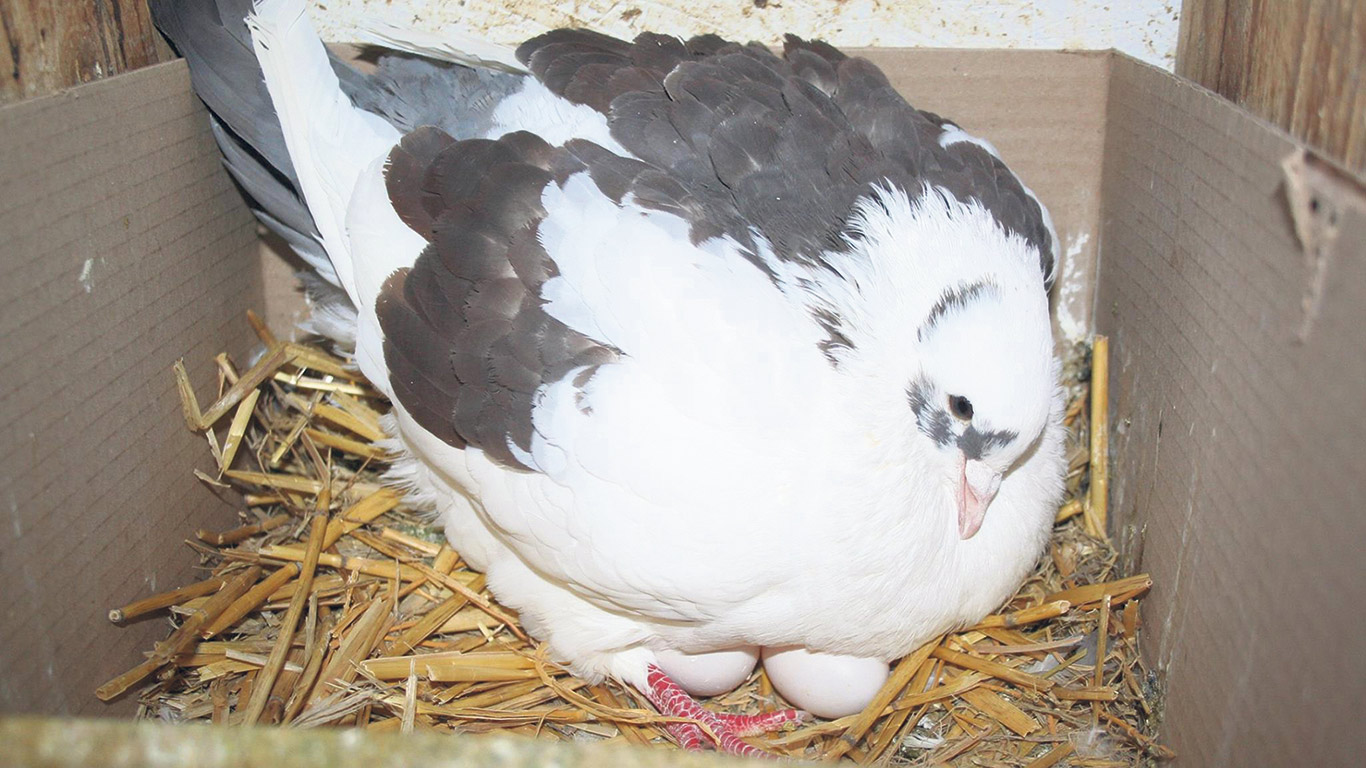 Pédale douce sur la production de pigeons de chair - La Terre de chez nous