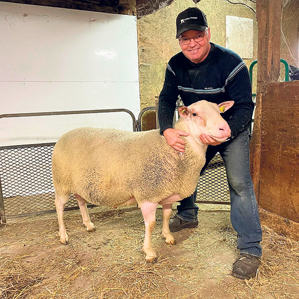 Les moutons québécois à la conquête du monde - La Terre de chez nous