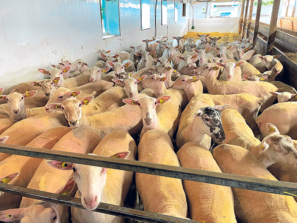 Les moutons québécois à la conquête du monde - La Terre de chez nous