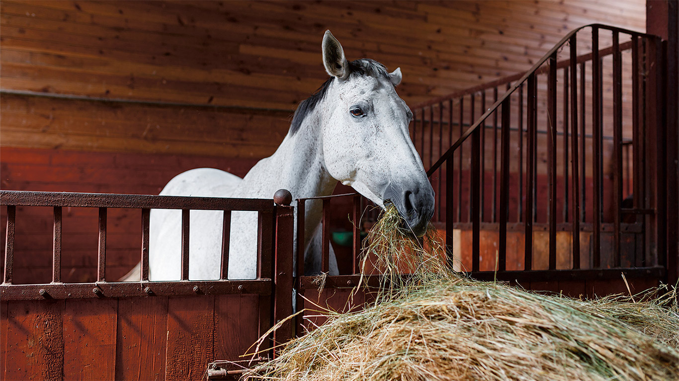 Les fourrages, la base de l’alimentation des chevaux - Partie 1 : le ...