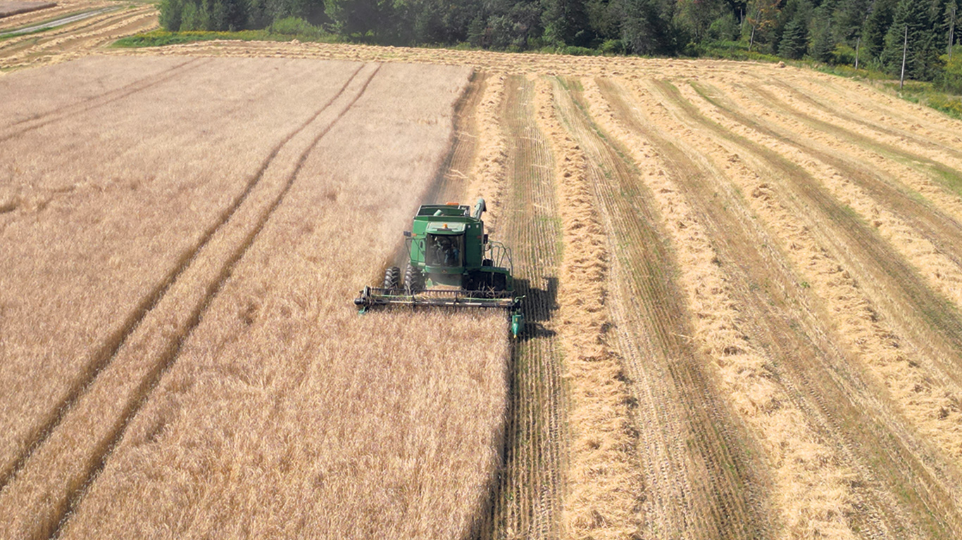 Le rôle des oligoéléments pour réduire les fongicides - La Terre de ...