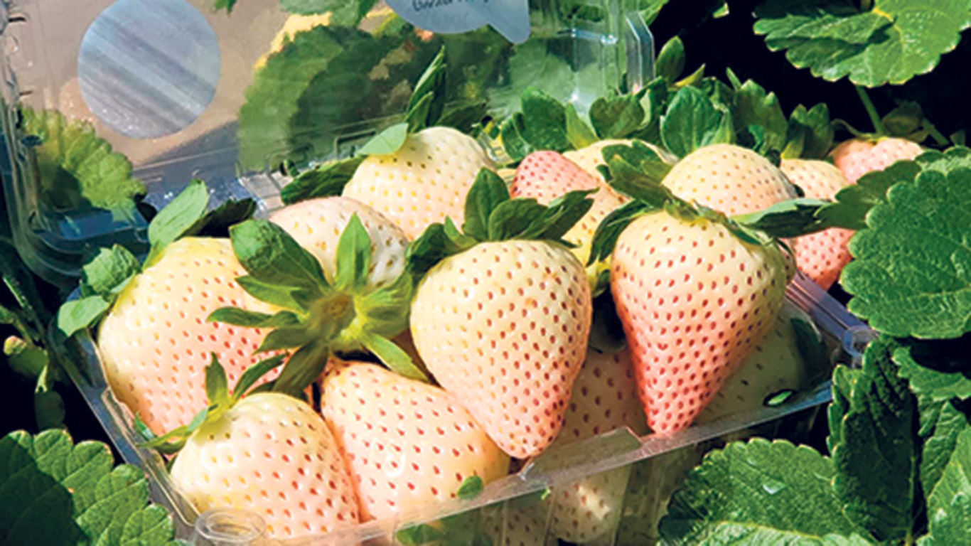 Des fraises blanches et bien mûres - La Terre de chez nous