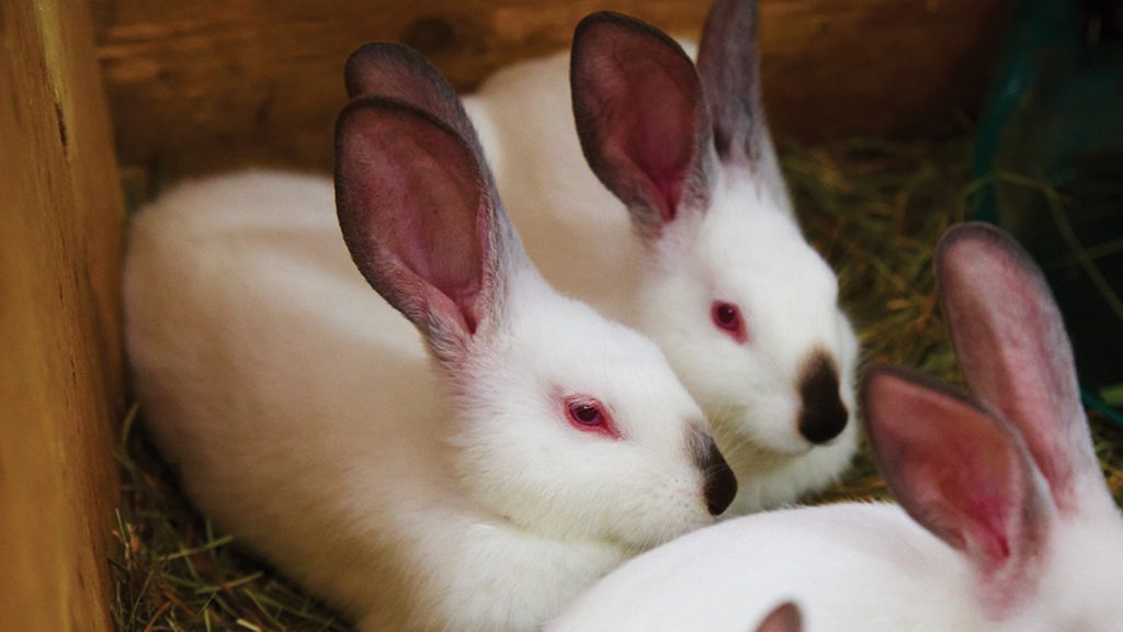 Les acheteurs demandent une réduction de volumes de lapins - La Terre ...