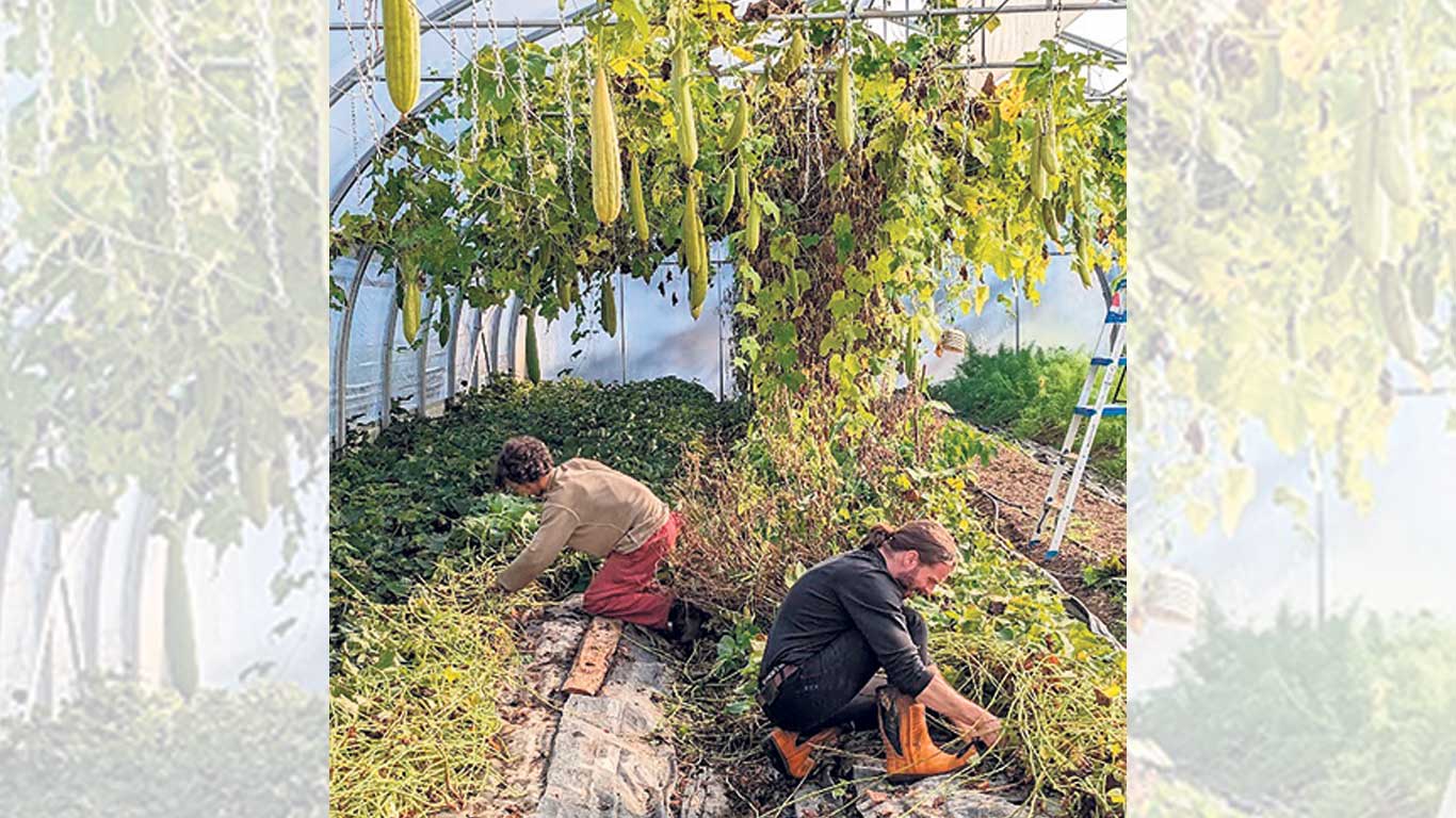 Le luffa, un « légume éponge » - La Terre de chez nous