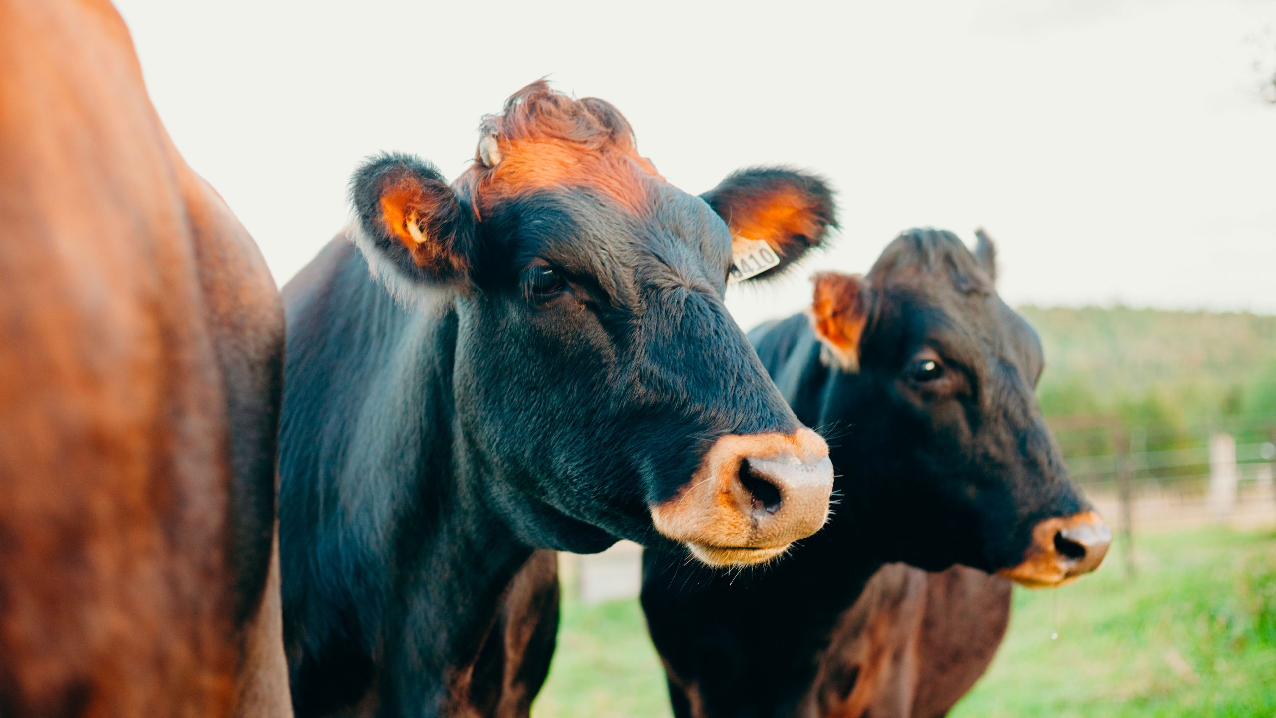La petite histoire de la vache Canadienne - La Terre de chez nous