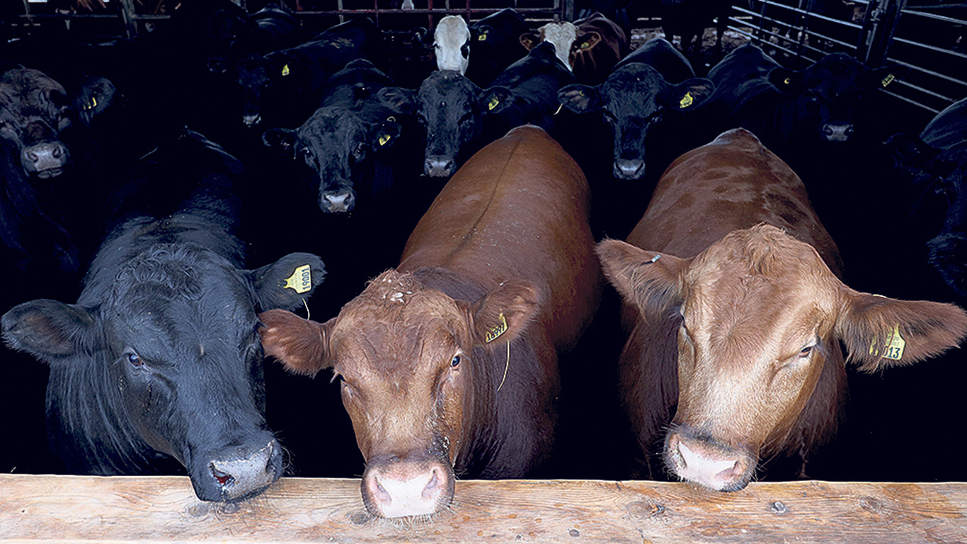 Vers une production de bouvillons mieux persillés - La Terre de chez nous