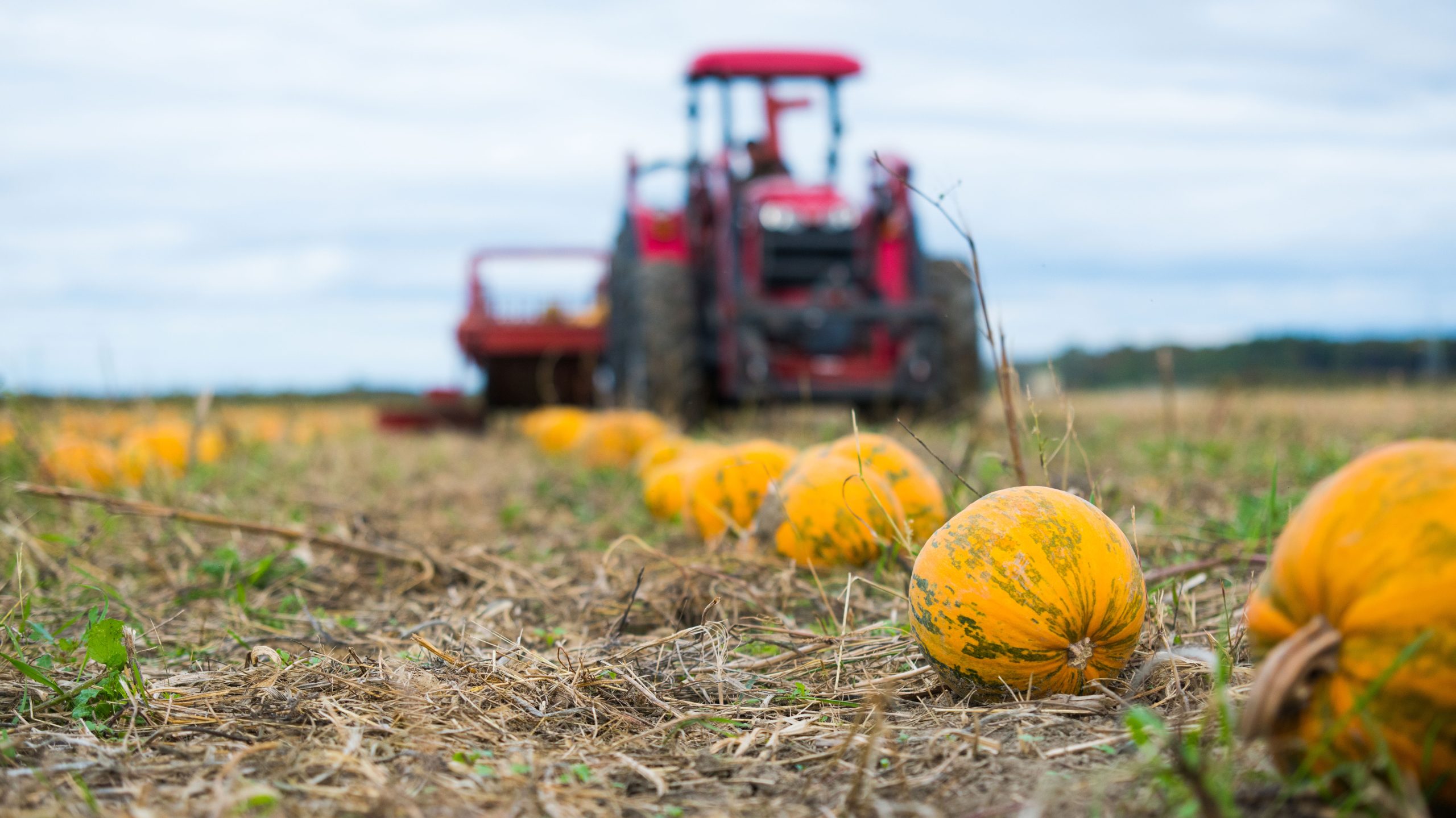 La récolte de citrouilles au pays est menacée par la sécheresse - La ...