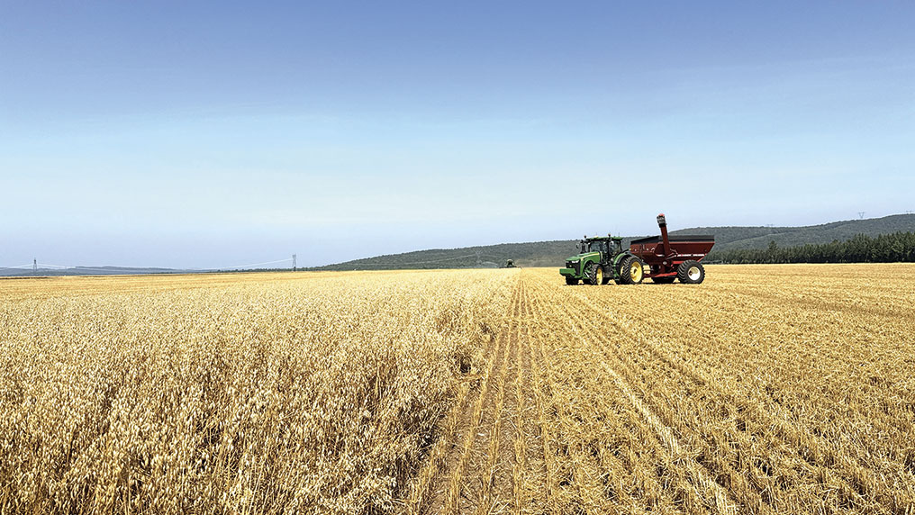 L’avoine, la culture la plus rentable à la Ferme Juno - La Terre de ...